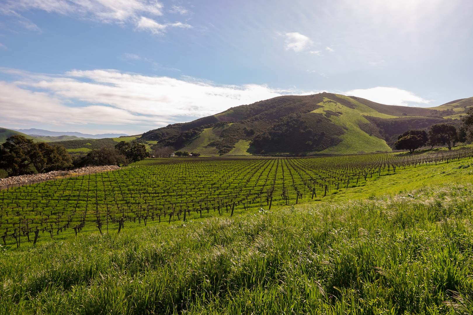 Origin Story & Winemaking Philosophy - Frequency Wine Company