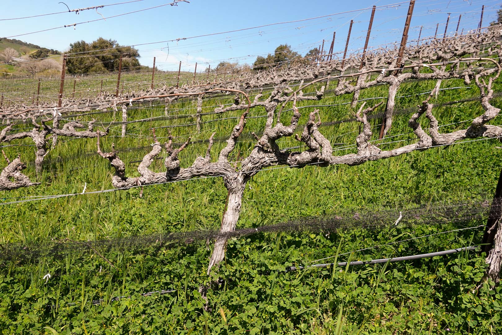 Origin Story & Winemaking Philosophy - Frequency Wine Company